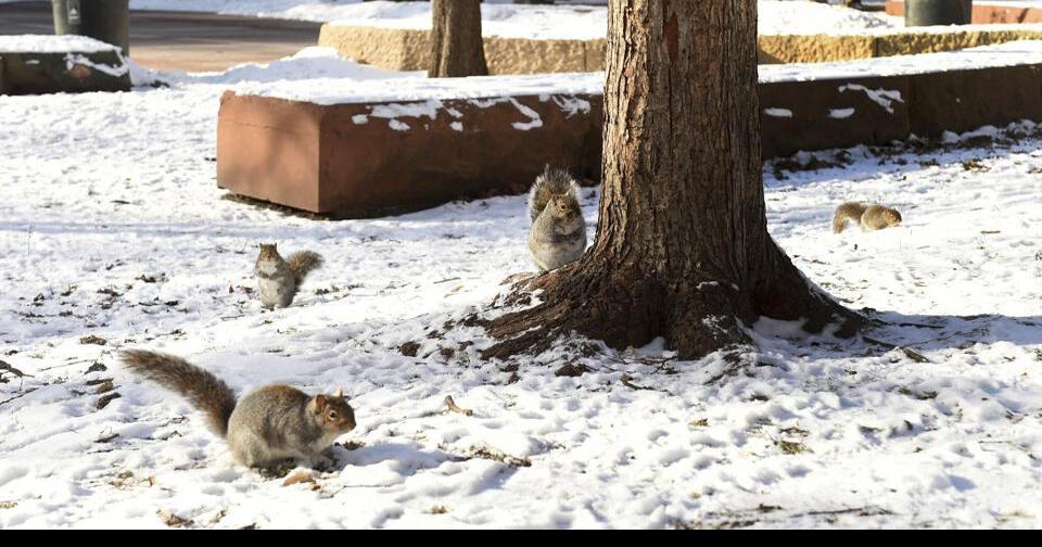 Squirrels force St. Paul park to scale back holiday lights | Odd ...
