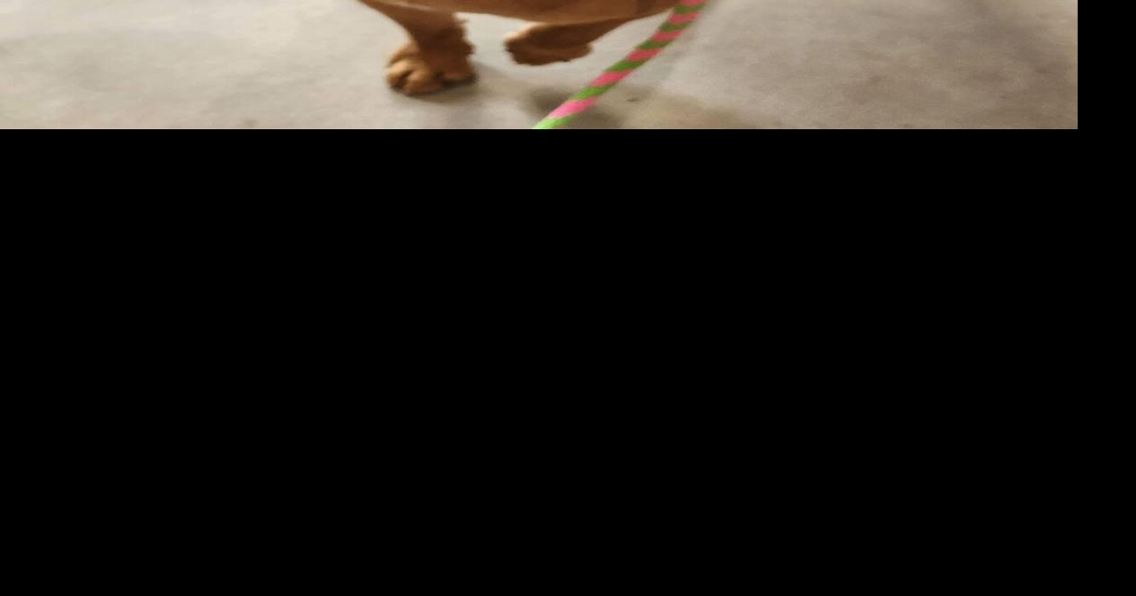 Pet of the Week: Oakley (United Animal Friends) | Chino Valley Review ...