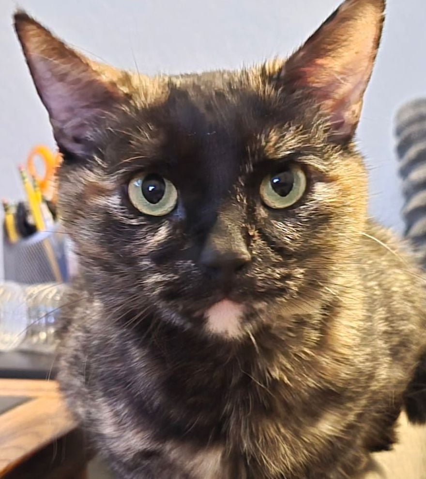 Pet of the Week: Ming Toi (United Animal Friends) | Features | dcourier.com