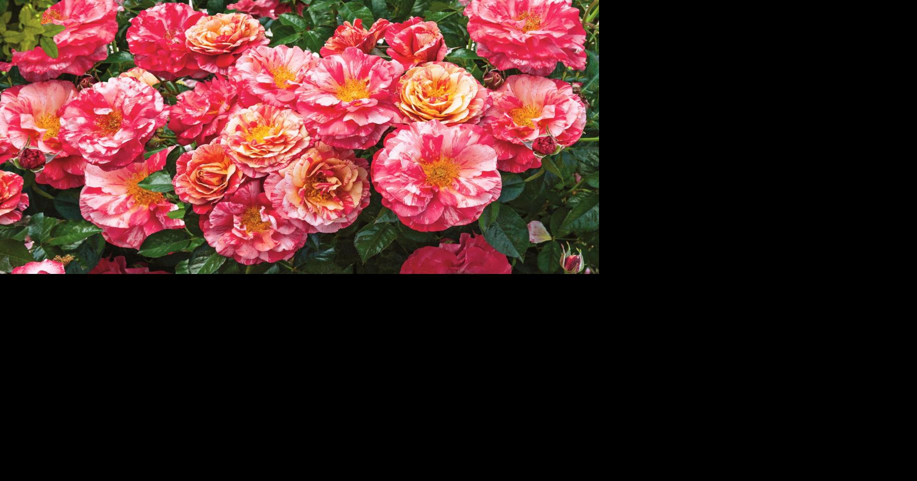 Watters-Lain: Roses best in show for 2021 | Features | dcourier.com