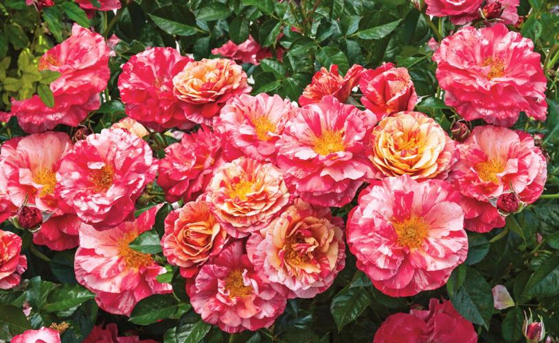 Watters-Lain: Roses best in show for 2021 | Features | dcourier.com