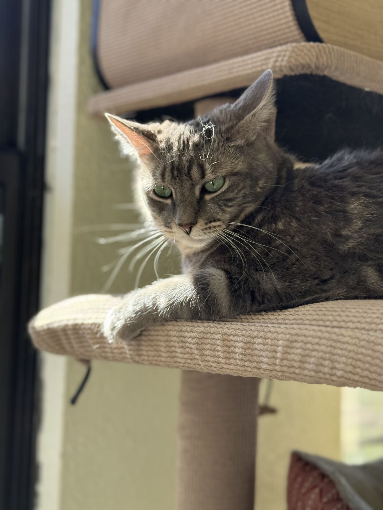 Pet of the Week: Cherokee (Catty Shack) | Features | dcourier.com