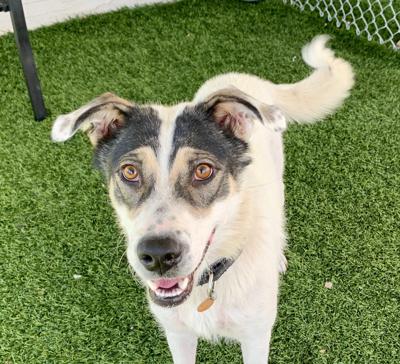 Pet of the Week: Mystique | Chino Valley Review | dcourier.com