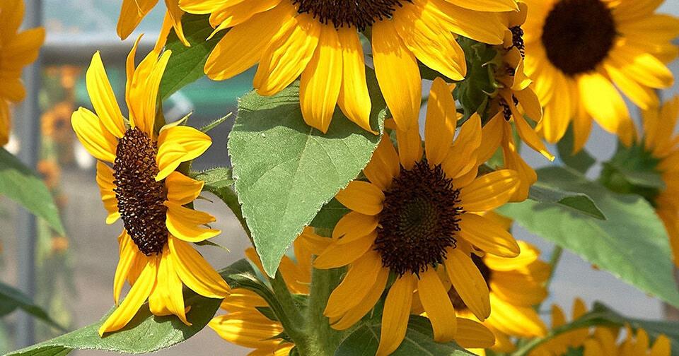 Plant sunflowers for season of enjoyment | Features | dcourier.com
