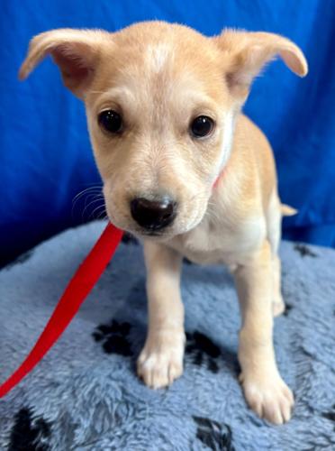 Pet of the Week: Bentley (United Animal Friends) | Features | dcourier.com