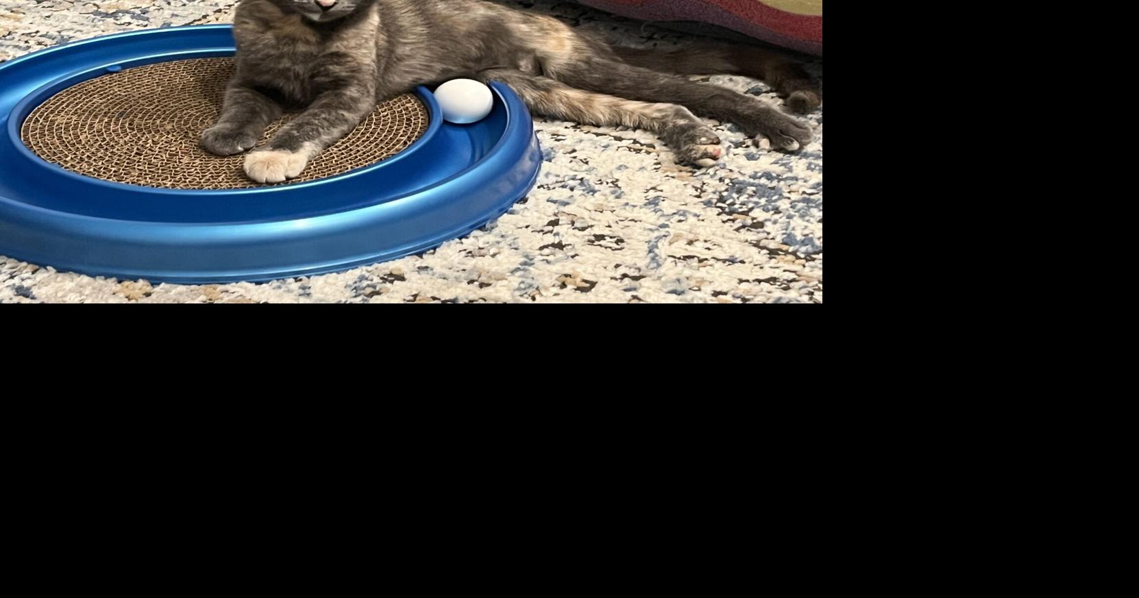 Pet of the Week: Nala (Catty Shack) | Features | dcourier.com