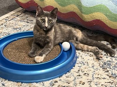 Pet of the Week: Nala (Catty Shack) | Features | dcourier.com