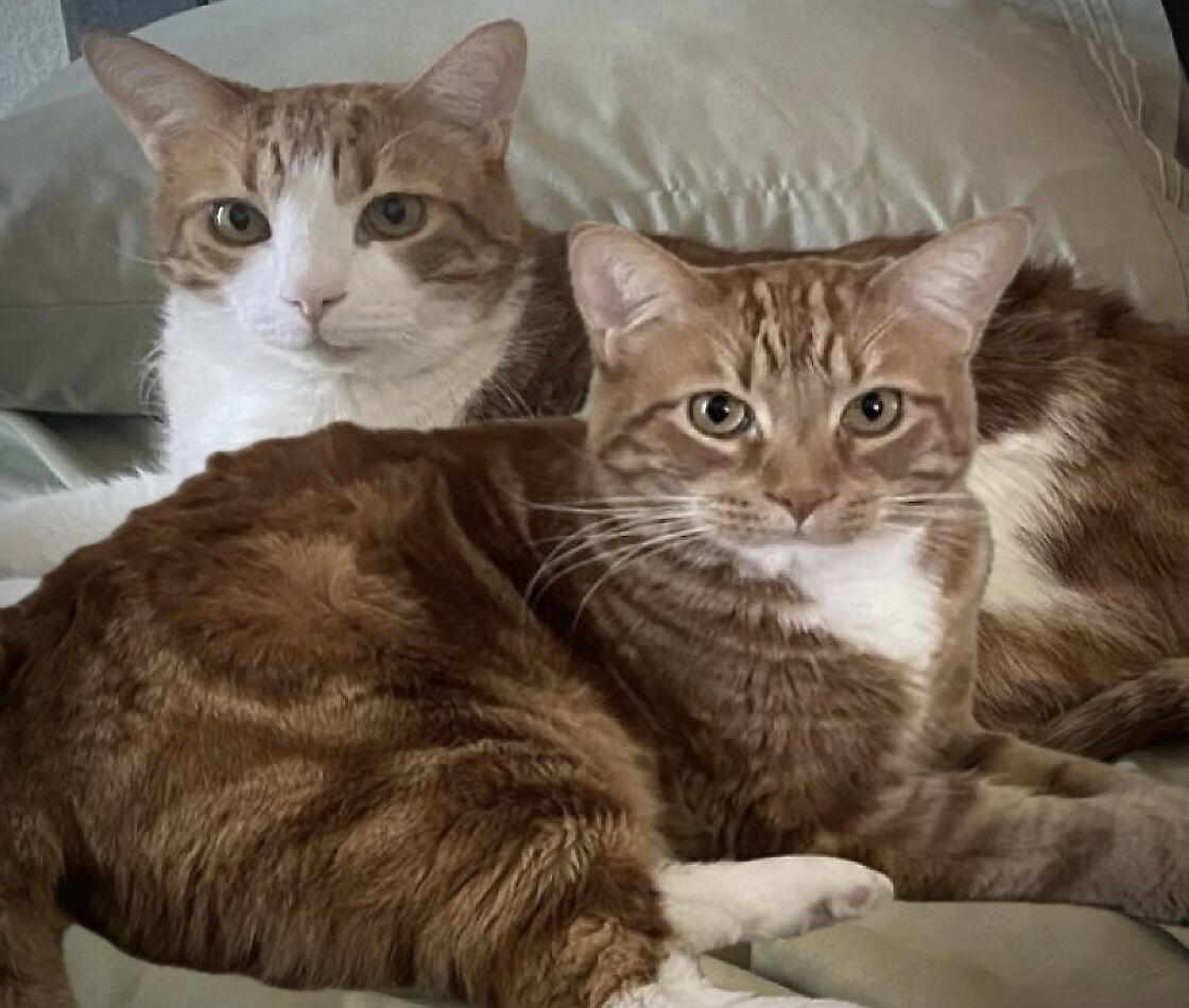 Pet of the Week Stanley and Spidey | Features | dcourier.com