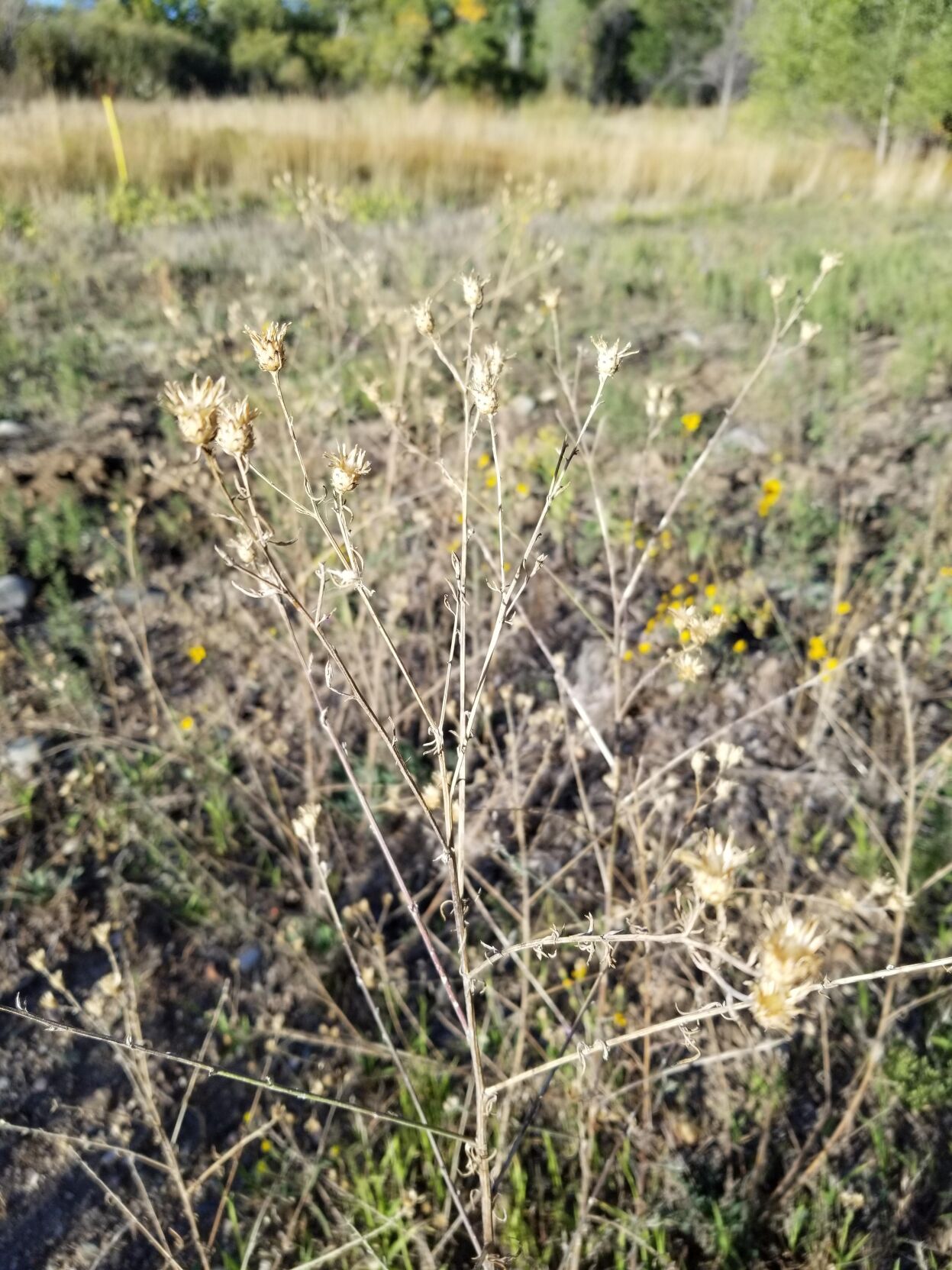 Invasion: Protectors of Prescott's watersheds wary of non-native plants ...