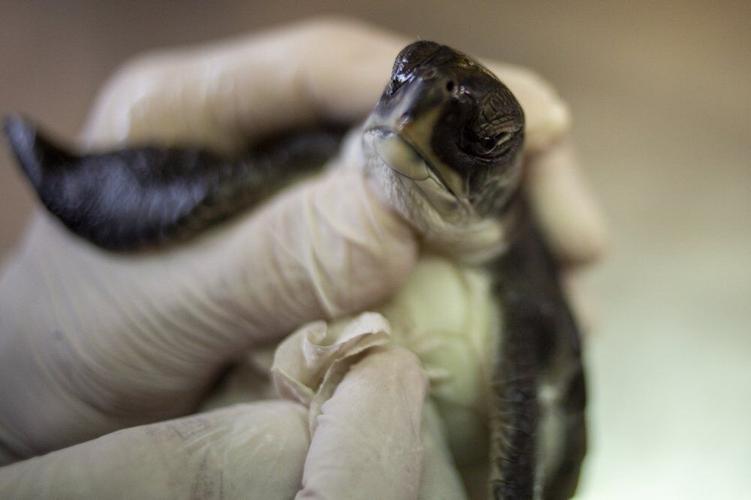 In Israel, mayo provides miracle for endangered turtles | Odd ...