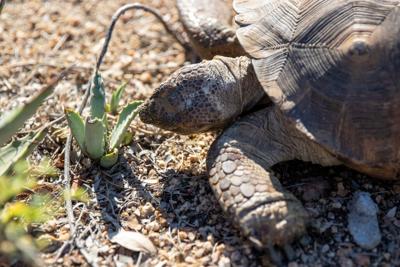 Slow, steady and high tech: Study using GPS to track Sonoran desert ...