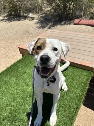 Pet of the Week: Benny (Yavapai Humane Society) | Features | dcourier.com