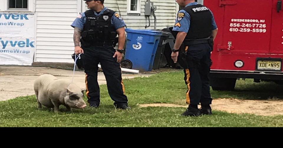 Police officers corral loose pig; jokes ensue | Odd & Interesting ...