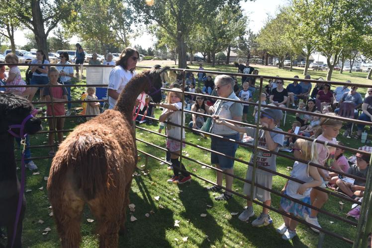 Llamas, alpacas delight visitors at Chino Valley library event | News ...