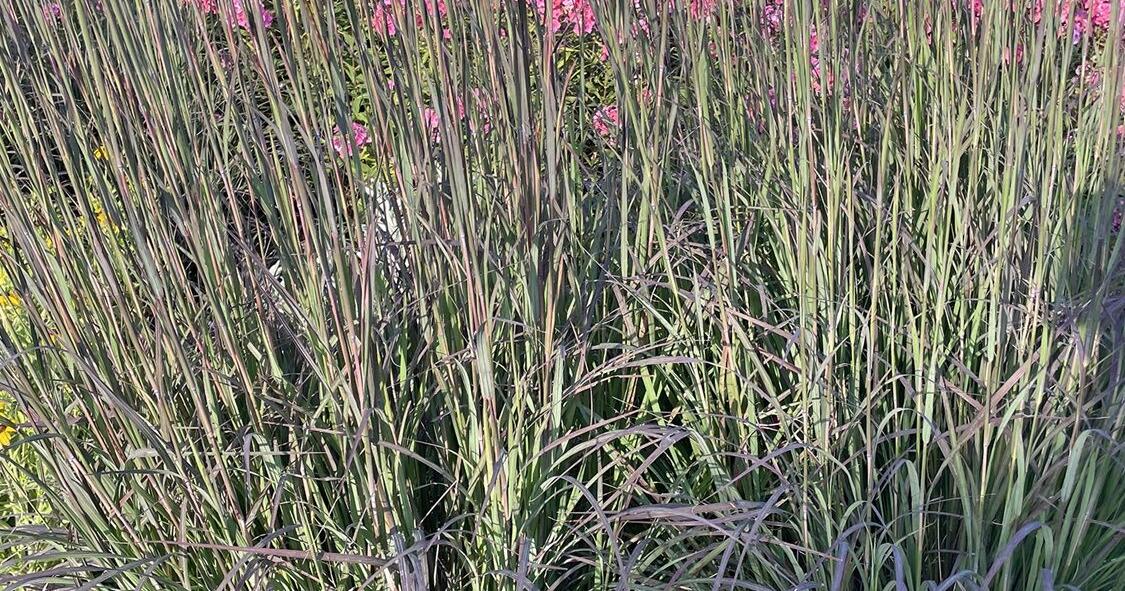 Myers: Blackhawks Big Bluestem adds bold color and interest to the ...