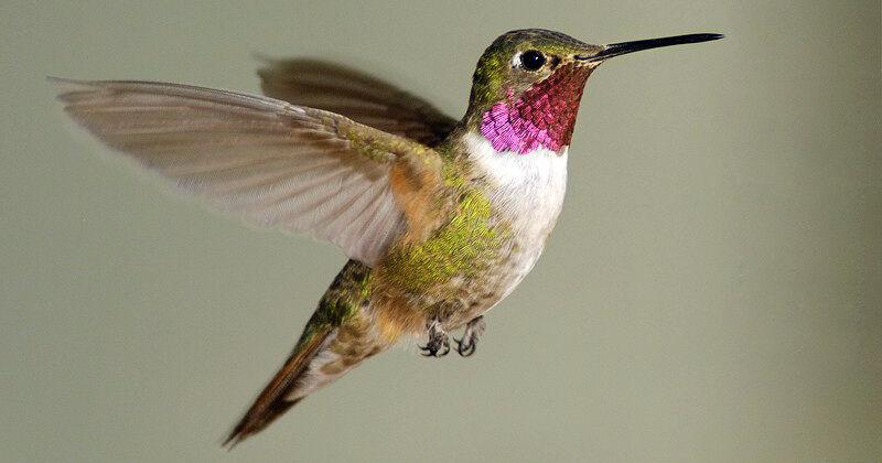 Birding: Hummingbird activity to pick up in the month of April ...