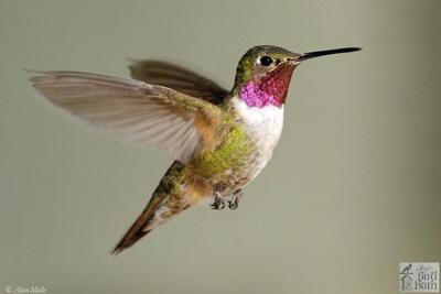 Birding: Hummingbird activity to pick up in the month of April ...