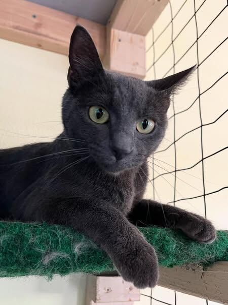 Pet of the Week: Marguerite (Catty Shack) | Features | dcourier.com