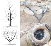 pear tree trimming tips