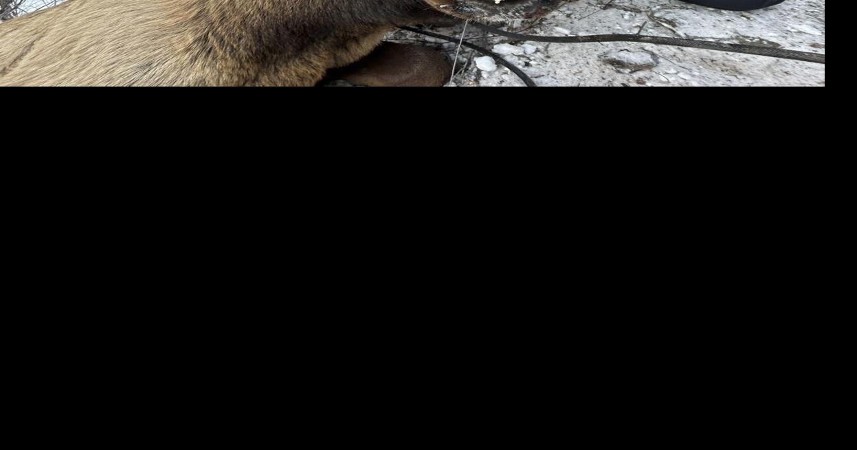 Elk on a shelf: Colorado wildlife officials rescue elk tangled in rope ...