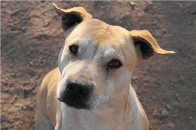 Pet of the week- Ben, lab shar pei mix | Features | dcourier.com