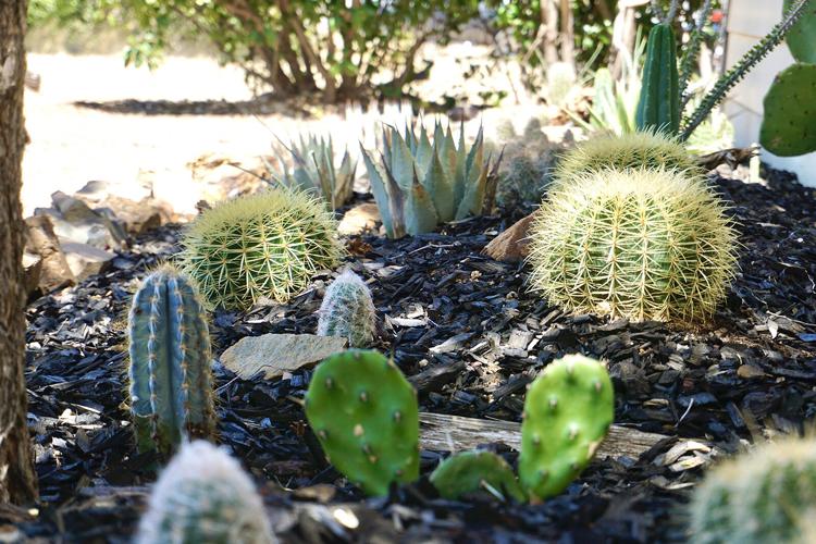 Landscaper Neil Edwards grows cactus garden in his Chino Valley front ...