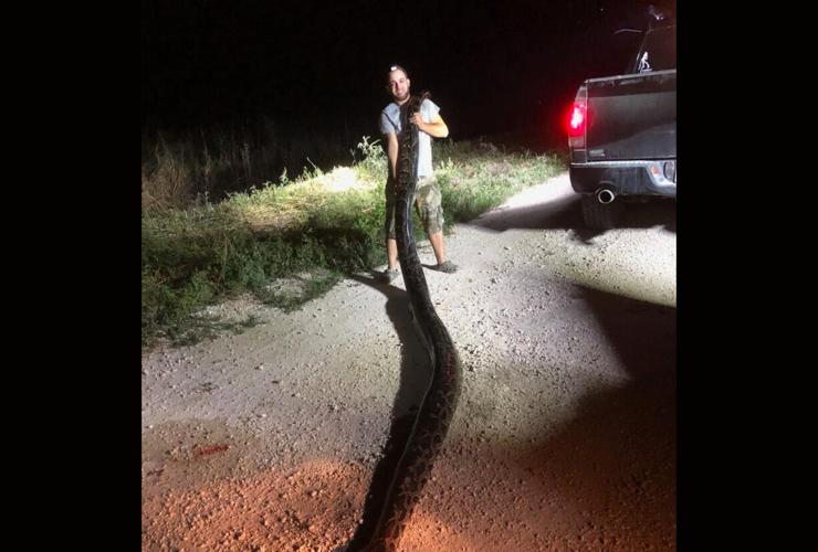 Trapper captures record-setting python in Everglades | Odd & Interesting | dcourier.com