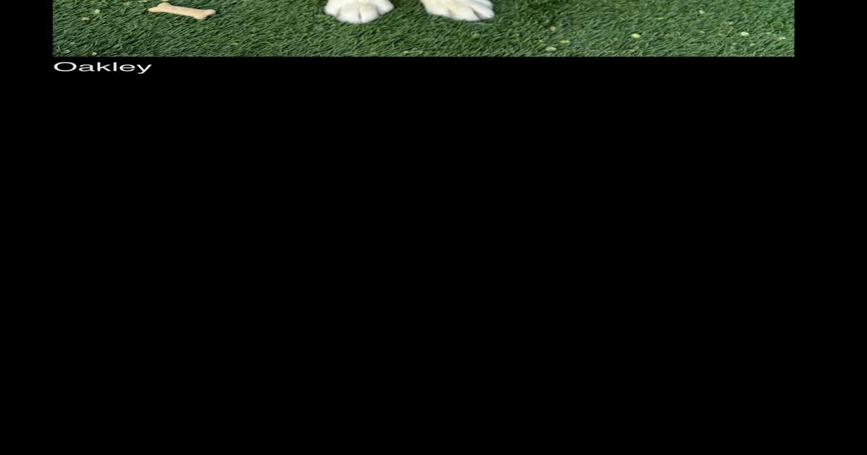Pet of the Week: Oakley | Features | dcourier.com