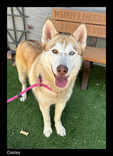 Pet of the Week: Oakley | Features | dcourier.com