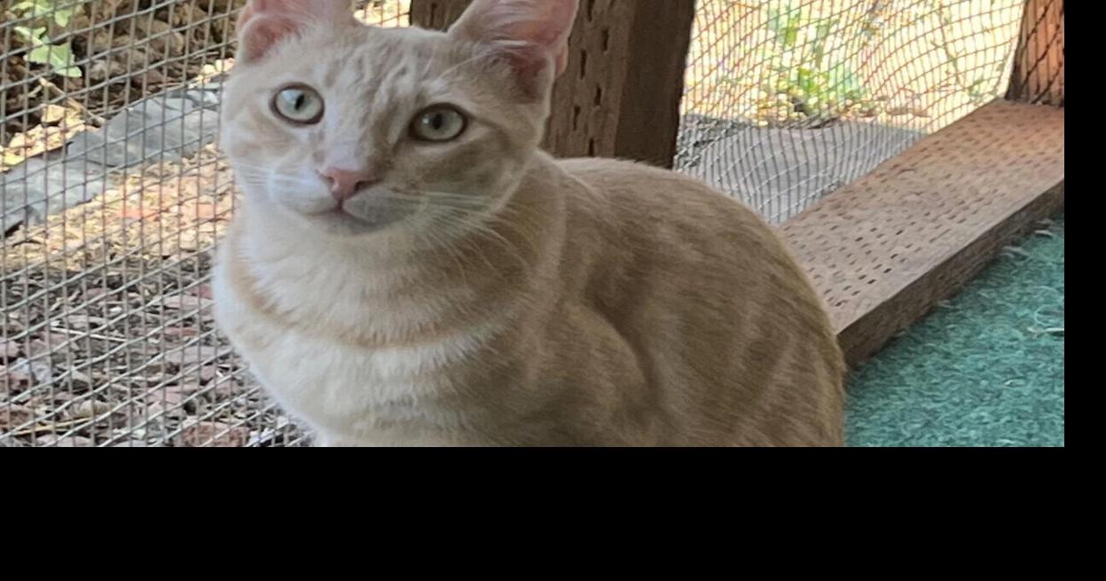 Pet of the Week: Anise (Catty Shack) | Features | dcourier.com