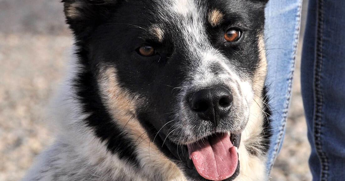 Pet of the Week: Ringo (United Animal Friends) | Chino Valley Review ...