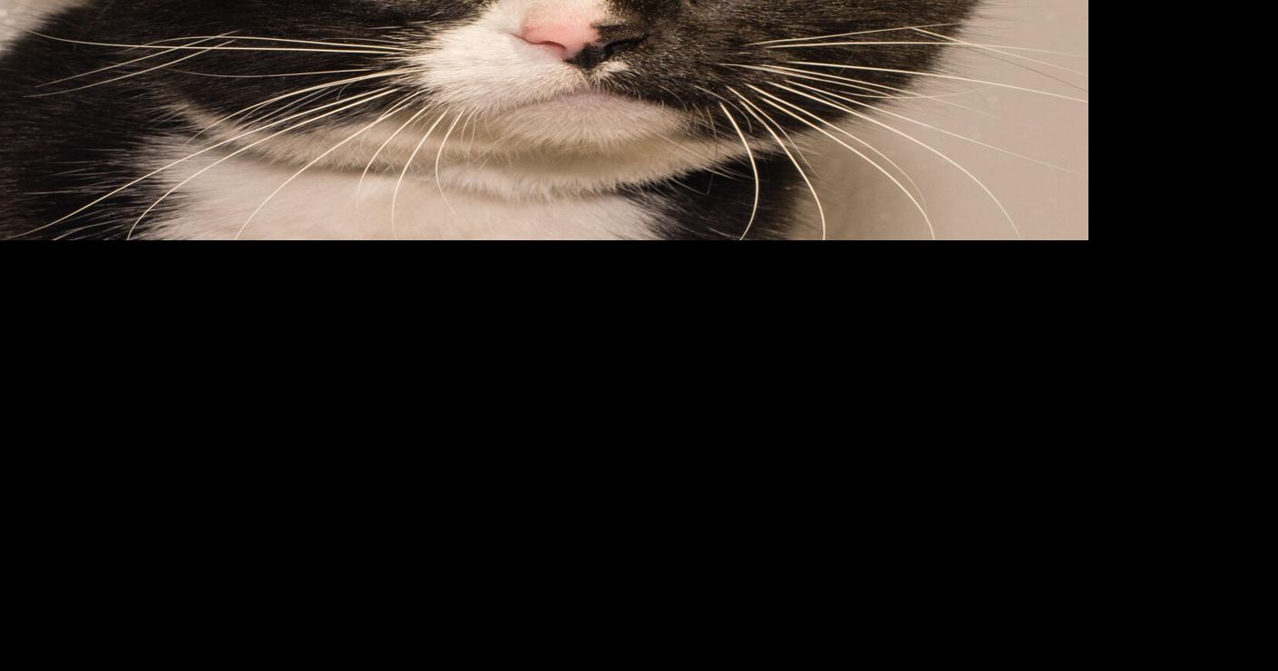 Pet Focus: Yavapai Humane Society — Bacon | Features | dcourier.com