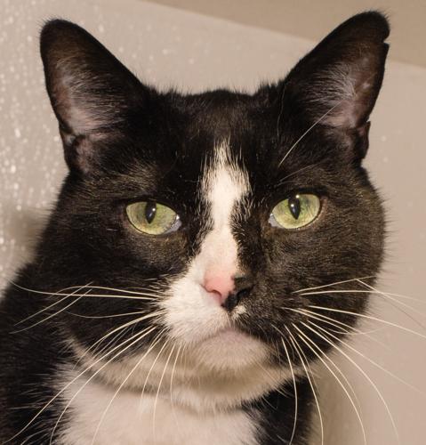 Pet Focus: Yavapai Humane Society — Bacon | Features | dcourier.com