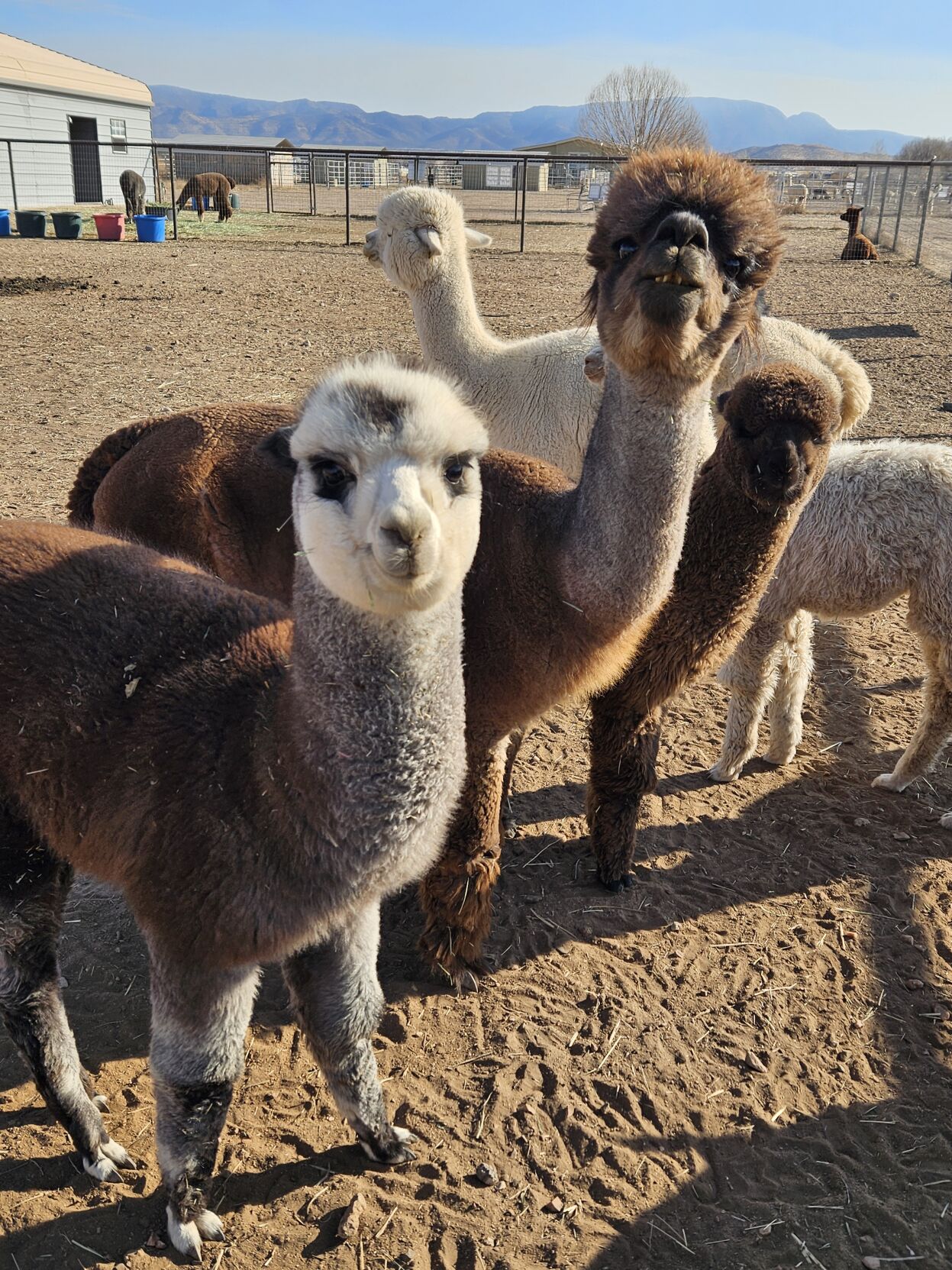 Plum Creek Alpacas gearing up for cross country move to Kentucky | News ...