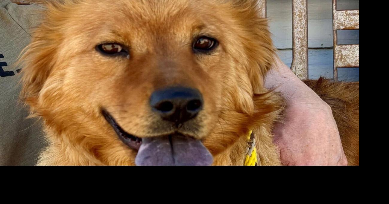 Pet of the Week: Gizmo (United Animal Friends) | Features | dcourier.com