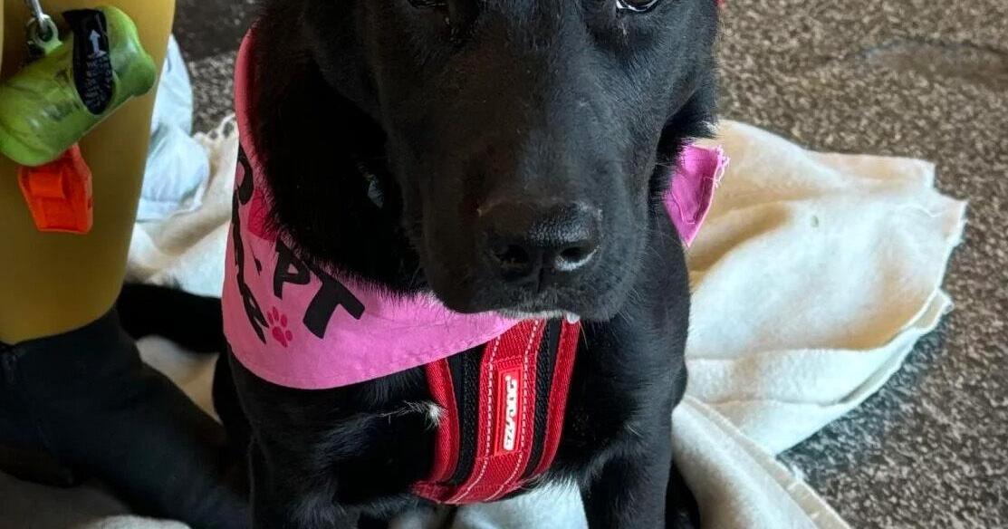 Pet of the Week: Amy Lou (Blackhat Humane Society) | Features ...