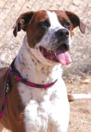 Column: Botox removes wrinkles ... and animal testing | Features ...