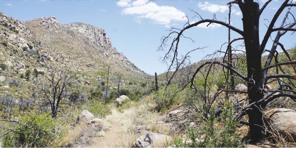 Five years after Doce Fire, recovery continues on Granite Mountain ...