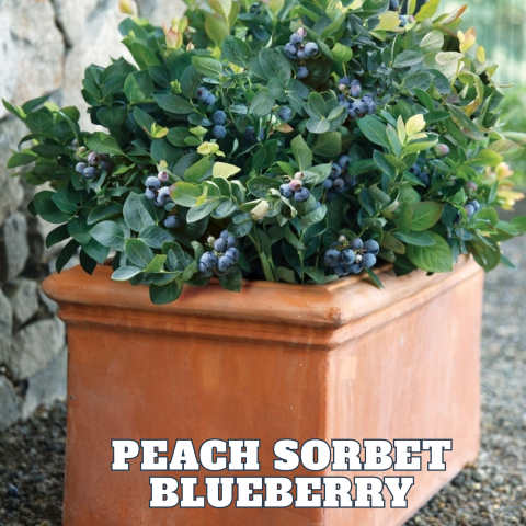 The Mountain Gardener: Berry best practices - growing black ...