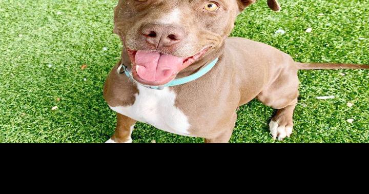 Pet of the Week: Alvis | Chino Valley Review | dcourier.com