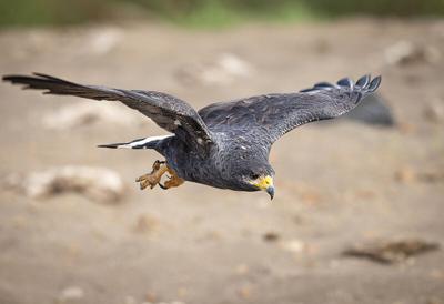 Birding: Birds of prey activity in the Prescott area | Features ...