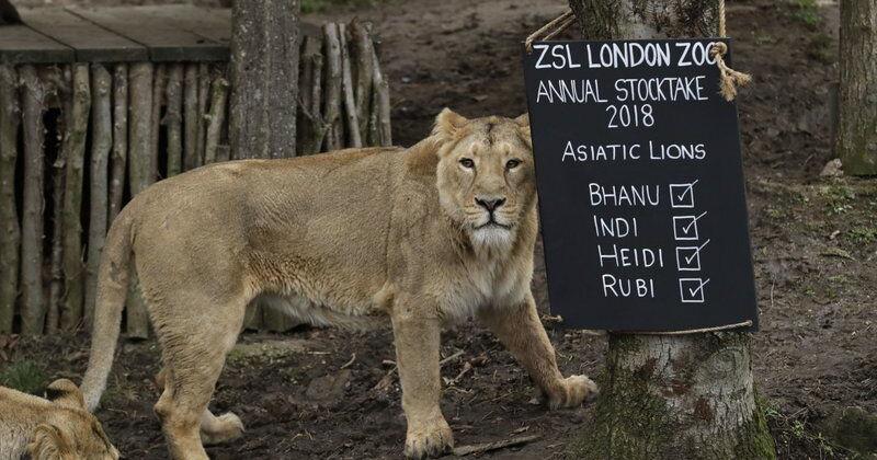 From anteaters to zebras: London Zoo counts its creatures | Odd ...