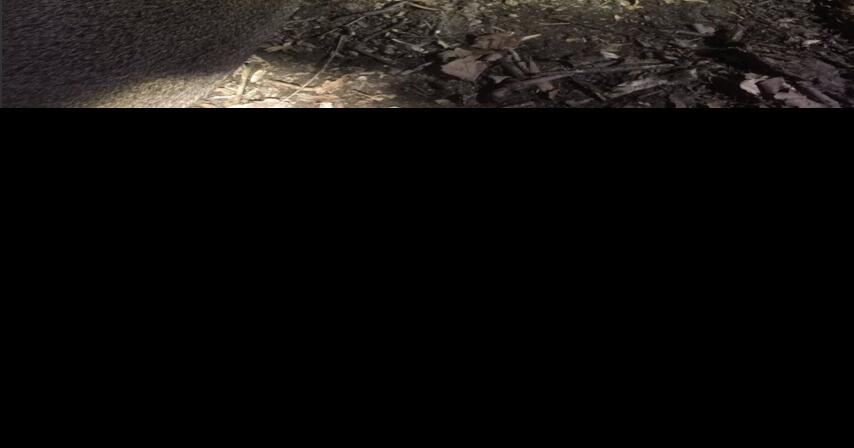 Deer's head stuck in pretzel jug for days | Odd & Interesting ...