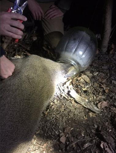 Deer's head stuck in pretzel jug for days | Odd & Interesting ...