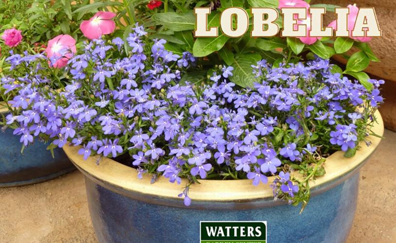 The Mountain Gardener: Cascading beauties: The best spiller plants to ...