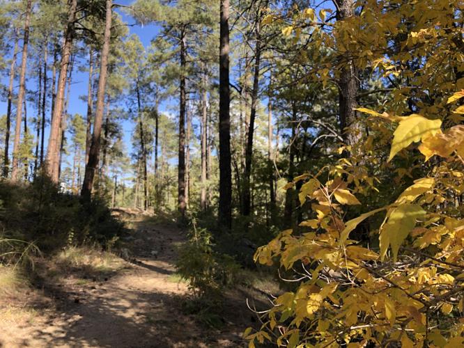 It’s happening: Where to find Prescott-area fall colors and when to ...