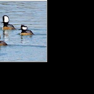 Column: More unusual bird sightings in the Prescott area | Features ...