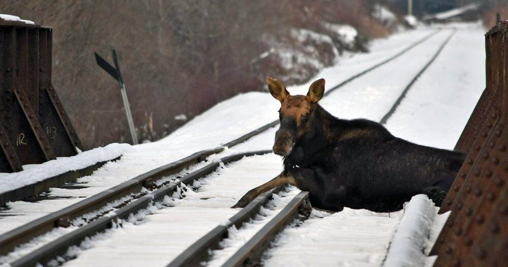 Moose stuck on railroad bridge is rescued and relocated | Odd ...