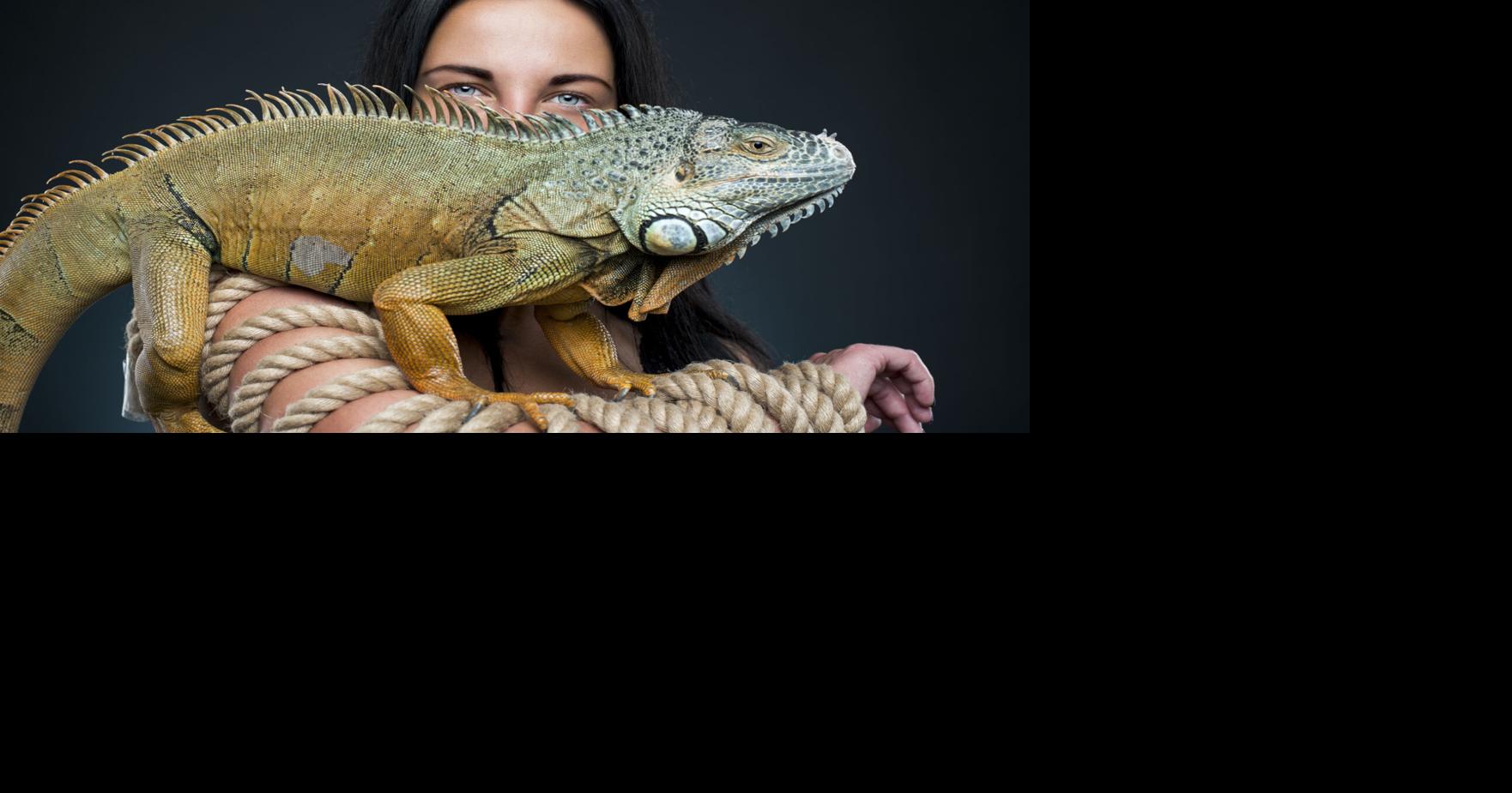 ‘Stand your ground’ defense rejected in iguana killing | Odd ...