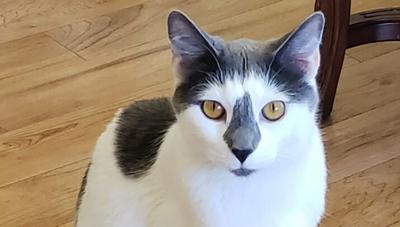 Pet of the Week: Stormy (Miss Kitty's Cat House) | Chino Valley Review ...